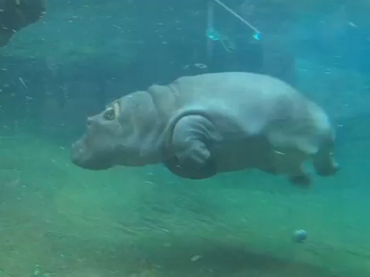 To add some culture we present baby hippo ballet - CBS News