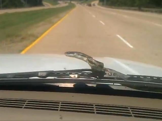 Snake on a car is real and terrifying - CBS News