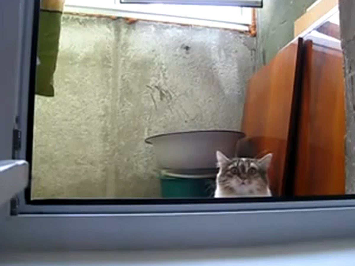 "Inception Cat" is being very sneaky and has me worried - CBS News