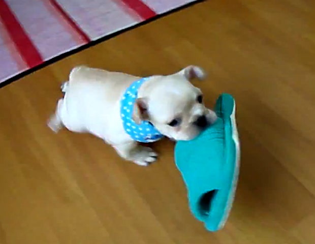 Cute French bulldog puppy slipping and sliding - CBS News