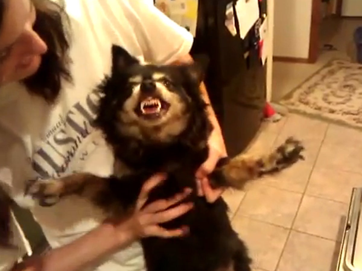 Dog possessed by the devil, looking for loving home - CBS News