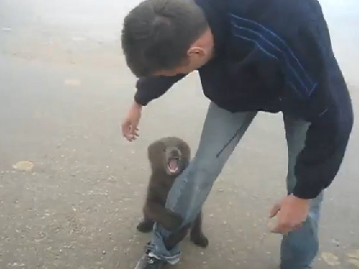 When adorable animals in the wild attack - CBS News