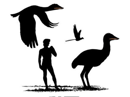 Big bird - really big bird - from dino era discovered - CBS News