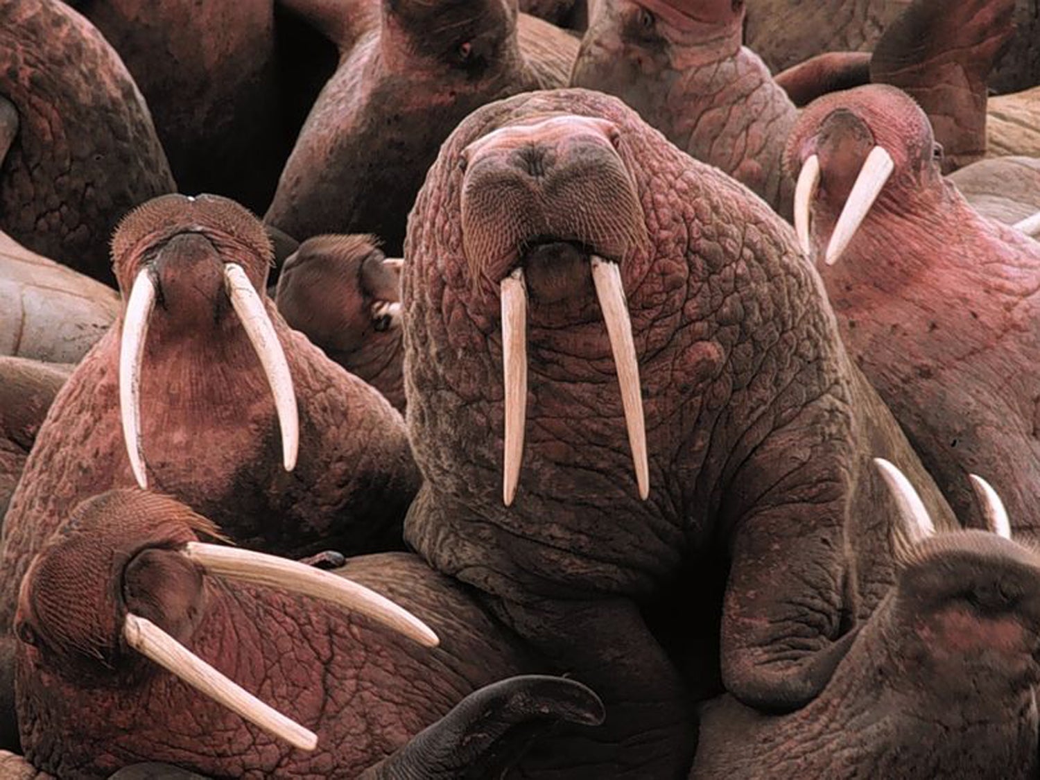 Arctic ice melt causing walrus stampedes - CBS News