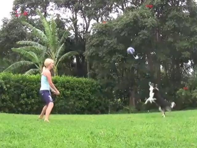 Volleyball dog goes for a personal best - CBS News