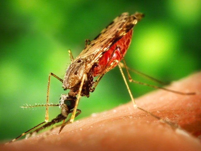 Scientists: Little evidence bug bite treatments actually work - CBS News