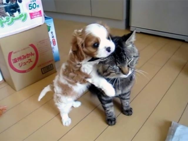 Dog and cat are best friends forever - CBS News