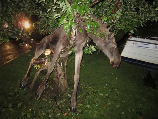 Apparently drunk moose gets stuck in tree - CBS News