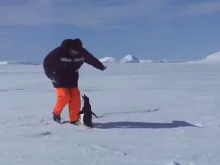 Awww, it's an adorable penguin... run for your life! - CBS News