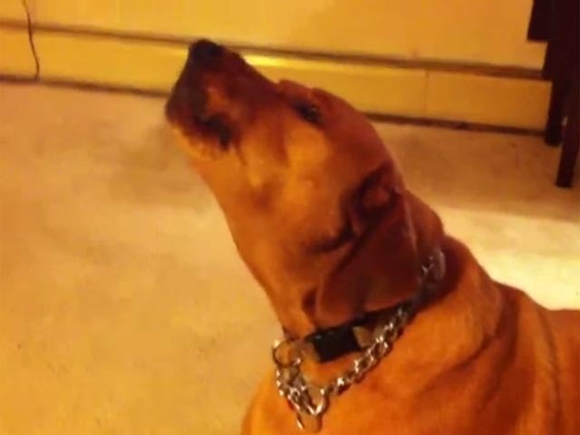 Doggy duet: saxophonist and pooch make beautiful music - CBS News