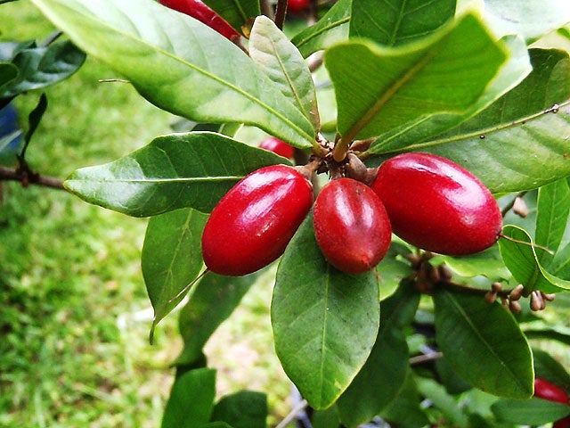 Miracle fruit study reveals secret of flavor-shifting berry - CBS News