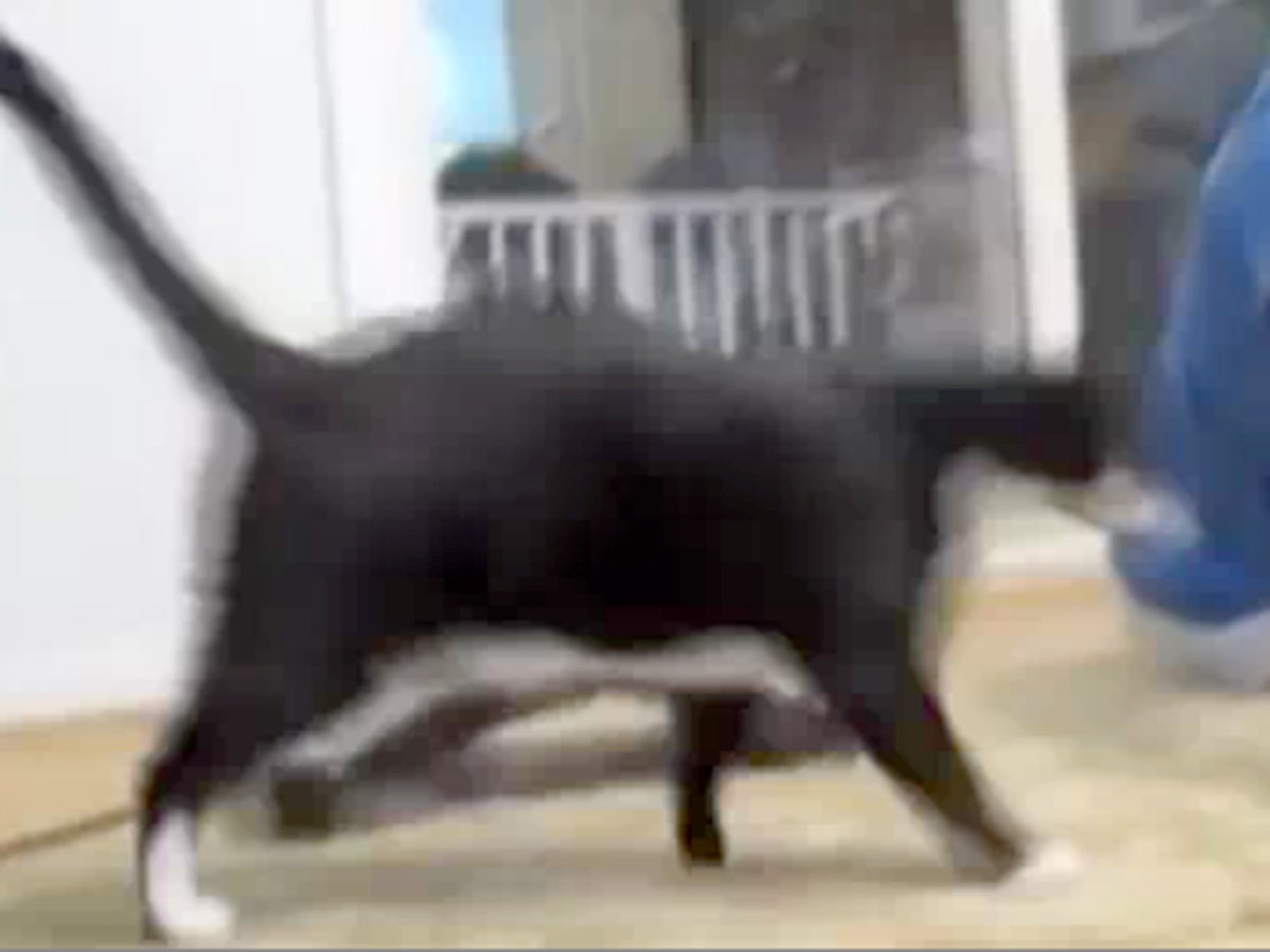 Cat doing somersaults is both adorable and funny - CBS News