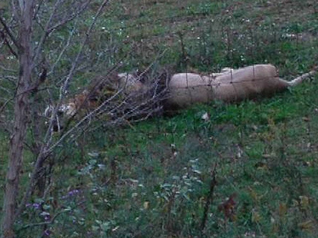 Shoot to kill: Ohio cops hunt escaped animals - CBS News