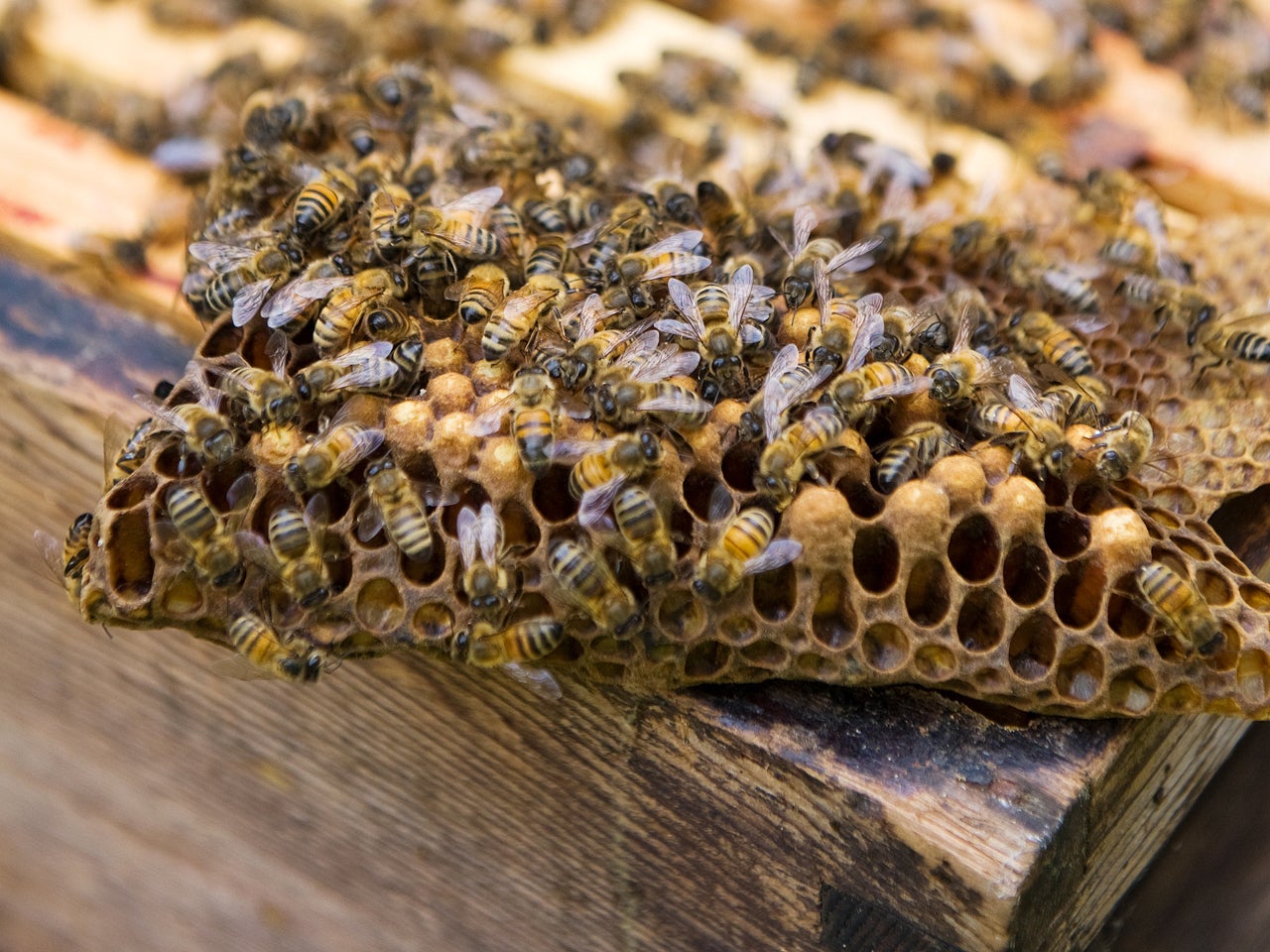 Millions of bees escape semi in Utah accident - CBS News