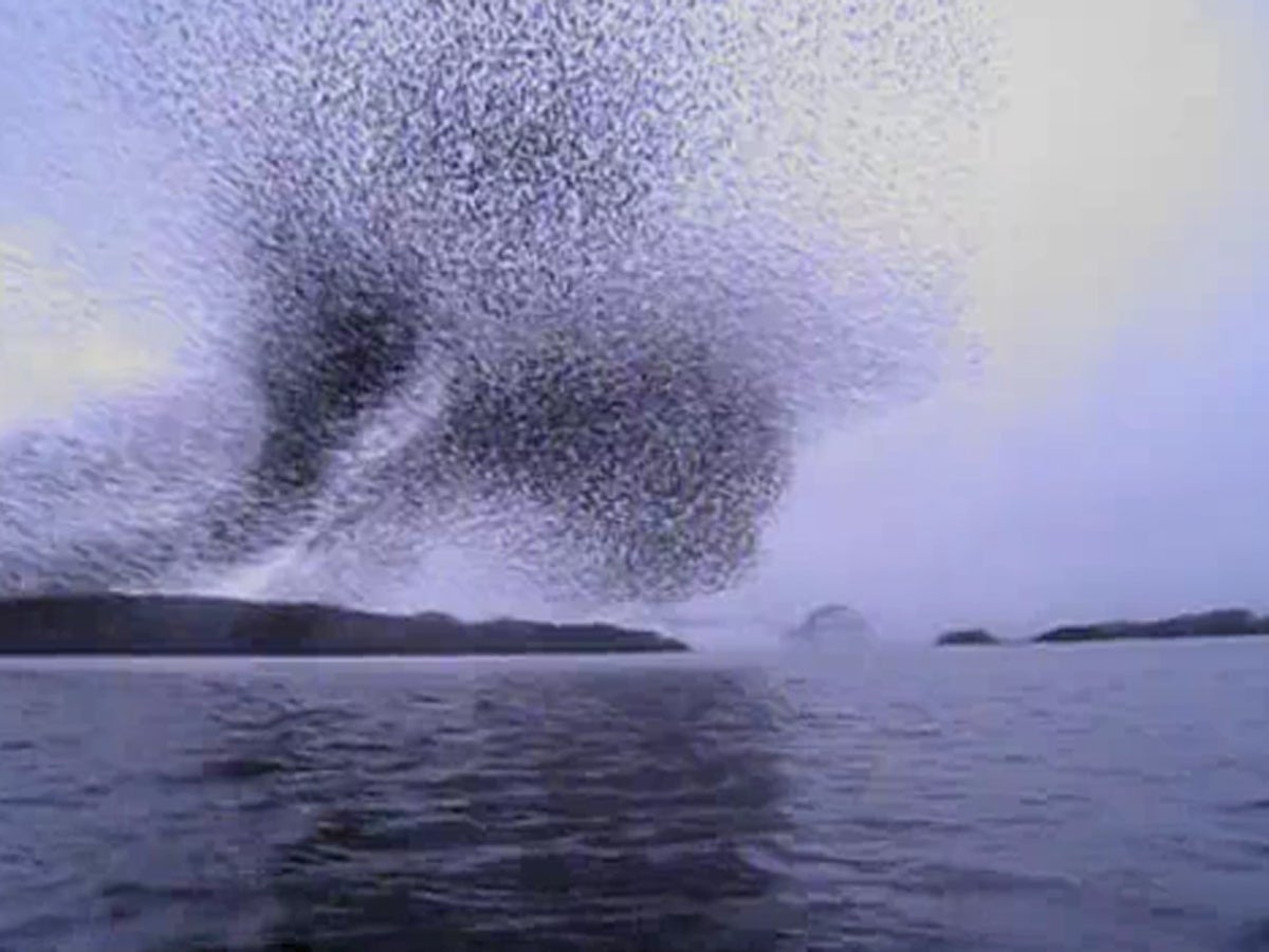 "Murmuration" shows a fascinating and rare phenomena in nature - CBS News