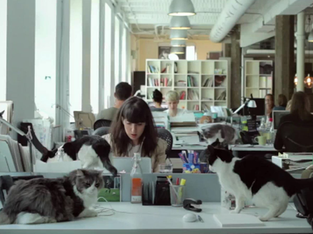 The future of the Internet is all cat videos all the time - CBS News