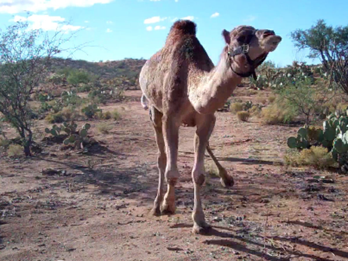 Amusing video of a girl running a race against her camel - CBS News