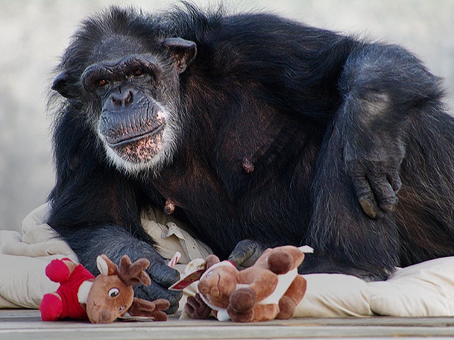 NIH lab chimpanzee retirees arrive at "Chimp Haven" in Louisiana - CBS News