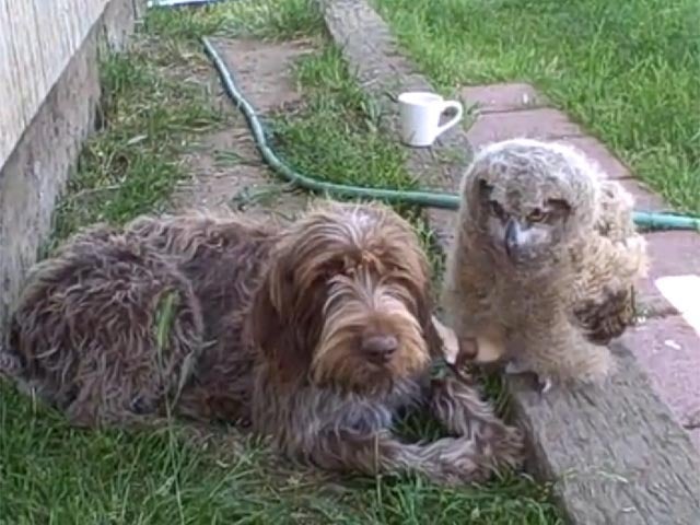 Owl shows affection for dog with its talons - CBS News