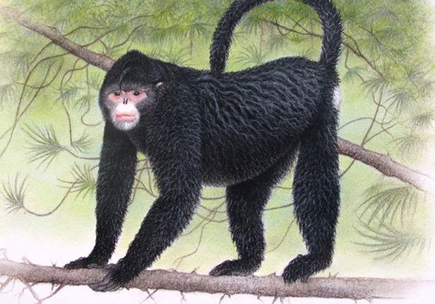 "Elvis" monkey discovered in southeast Asia - CBS News