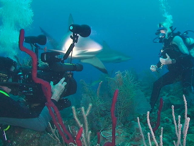 Anderson Cooper: Swimming with sharks - CBS News
