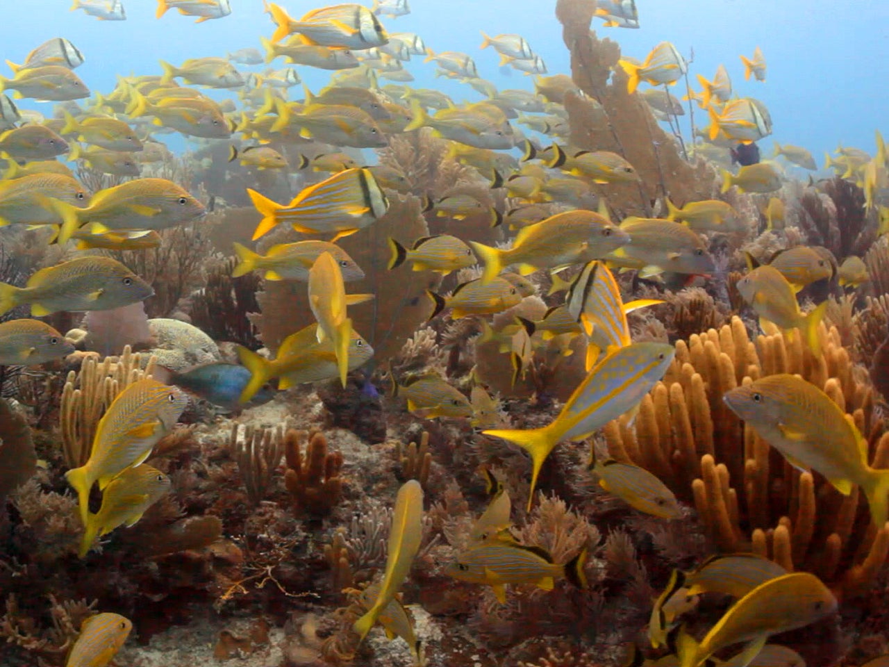 Study: Ocean fish may have freshwater ancestor - CBS News