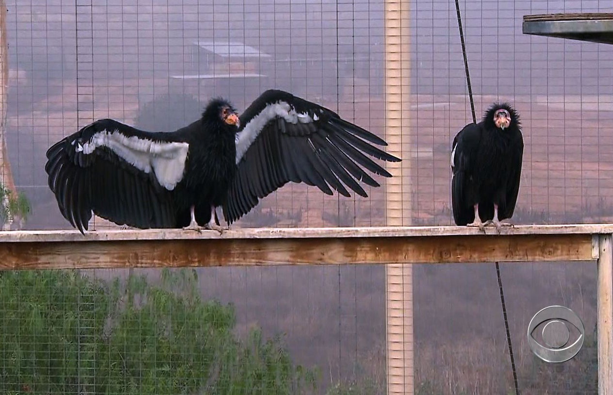 California condors rebound, with some human help - CBS News