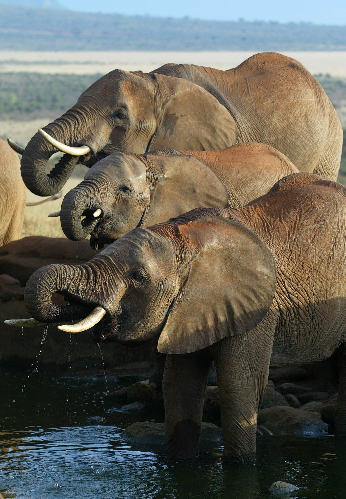 Worst year in decades for endangered elephants - CBS News