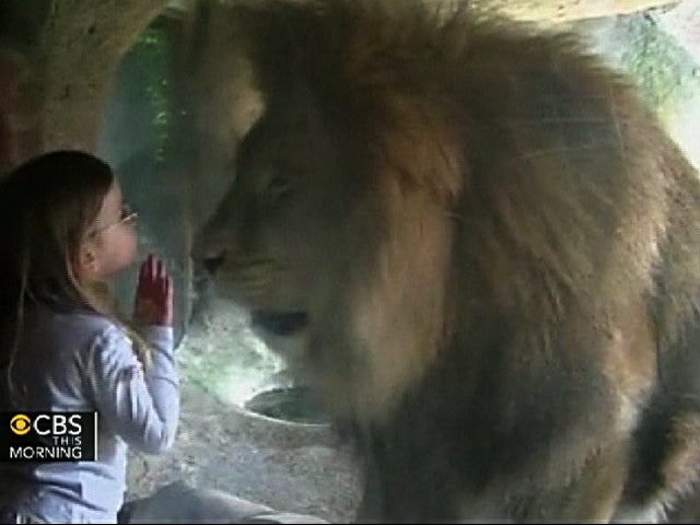 Little girl stays brave in encounter with lion - CBS News