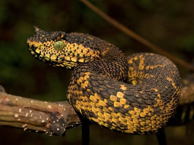 New snake species discovered in Tanzania - CBS News