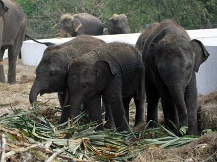 Thailand elephants poached for meat - CBS News