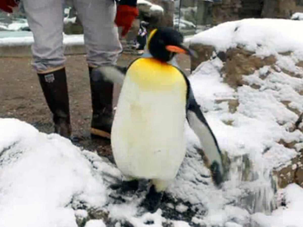 Penguins enjoy a day out at the St. Louis Zoo - CBS News