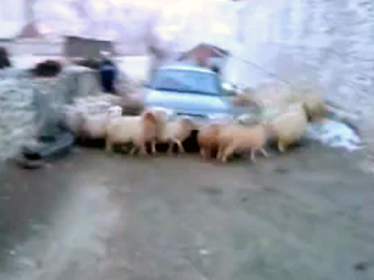 And suddenly... a sheep cyclone appears! - CBS News