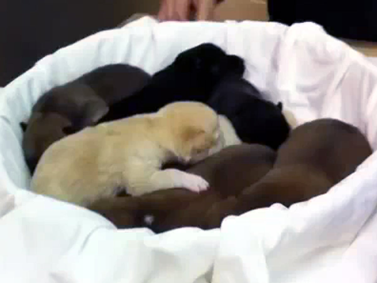 Litter of dingo pups are an overload of cuteness - CBS News