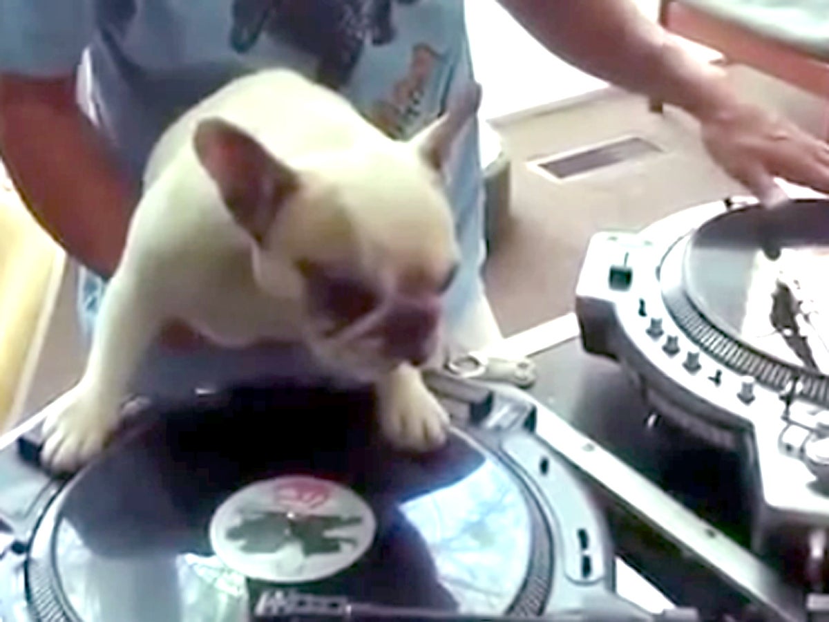 "DJ Dog" can literally scratch along with his owner - CBS News
