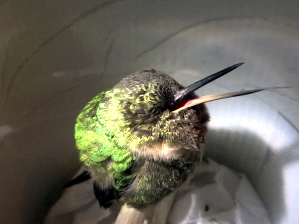 Sleeping Hummingbird