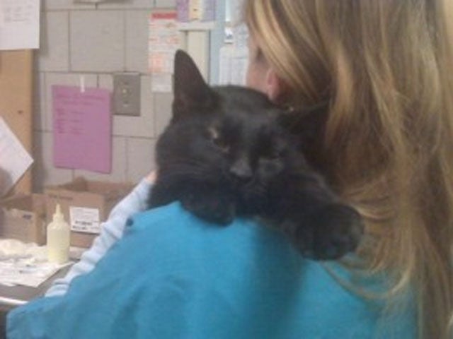 Chicago man who "punted" kitten by kicking him like a football ...