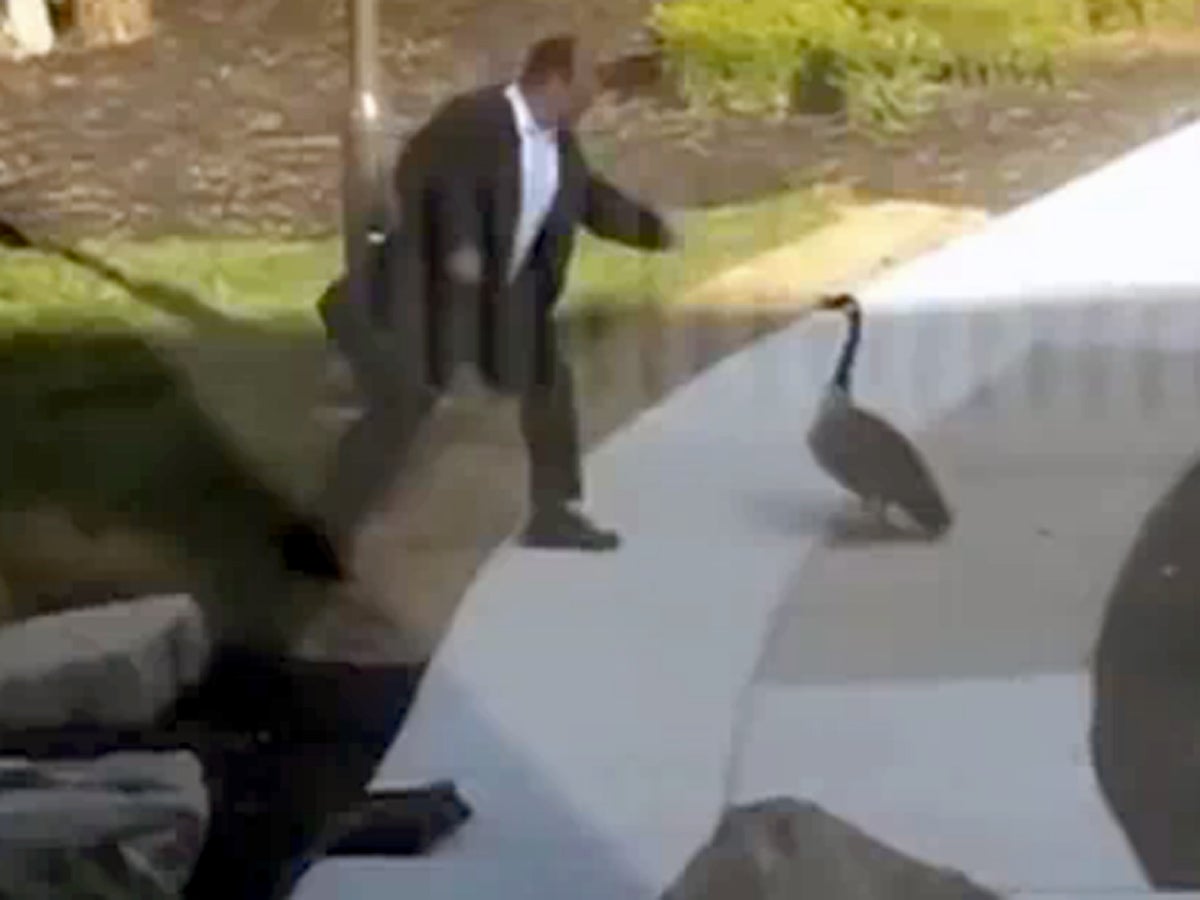 Man can't seem to catch a break with a wild goose attack - CBS News