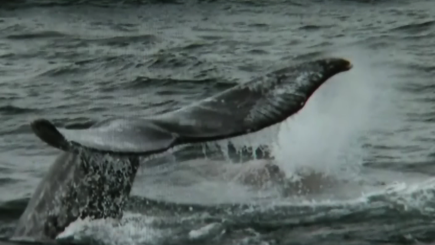 Gray whale tangled in net off California coast - CBS News