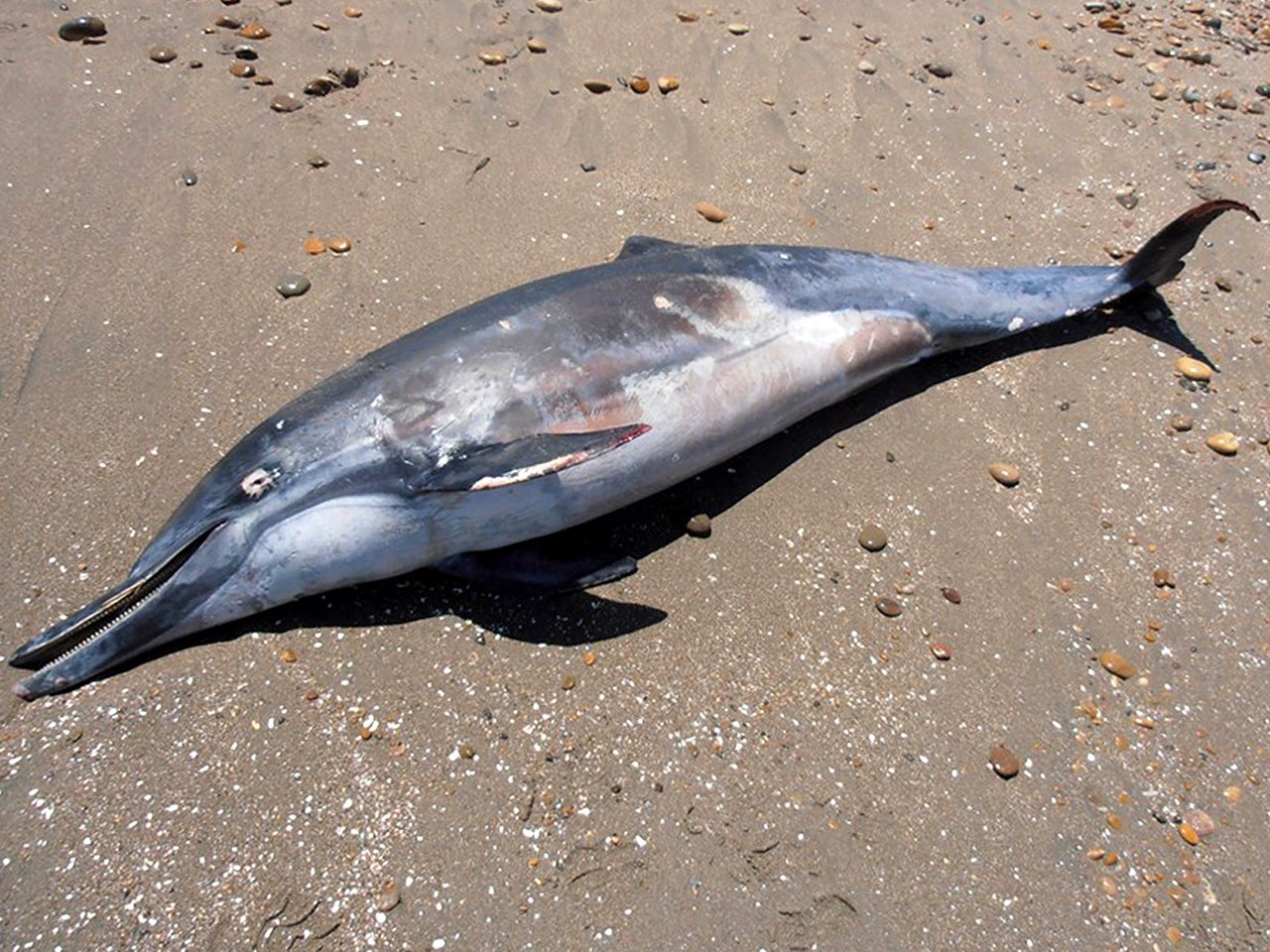 Mass dolphin die-off along northern Peruvian coast prompts ...