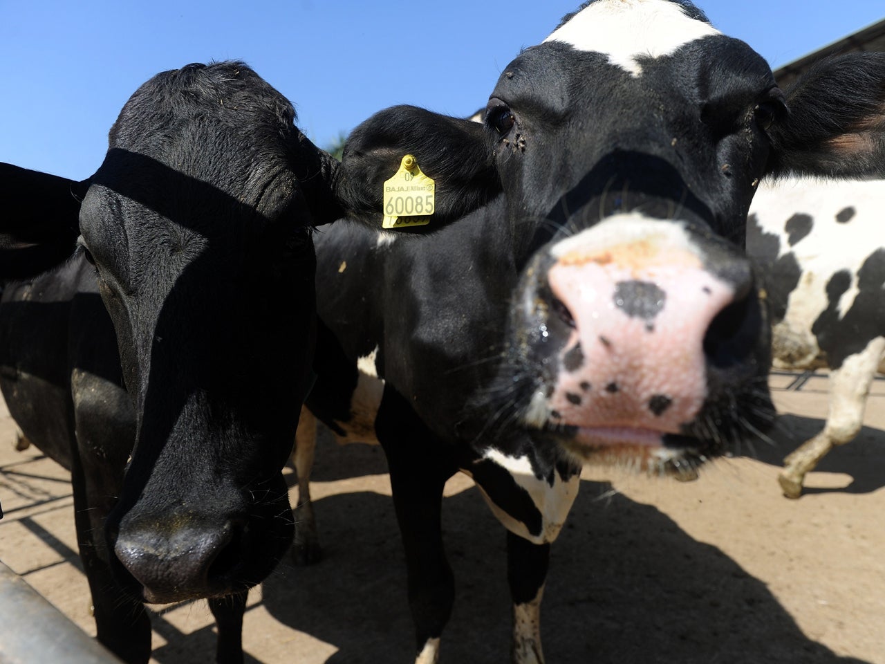 Worried about mad cow? Other foodborne illnesses a bigger threat - CBS News