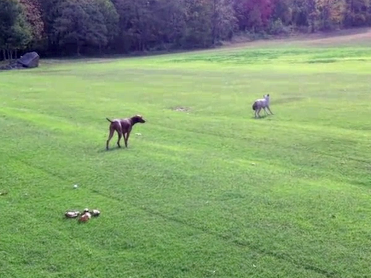 Two videos of dogs doing funny and amazing things - CBS News