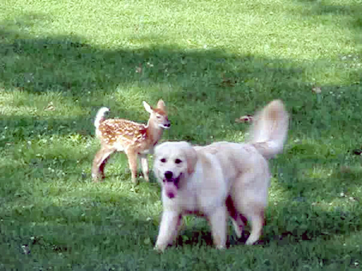 Golden retriever and newborn fawn playing together - CBS News