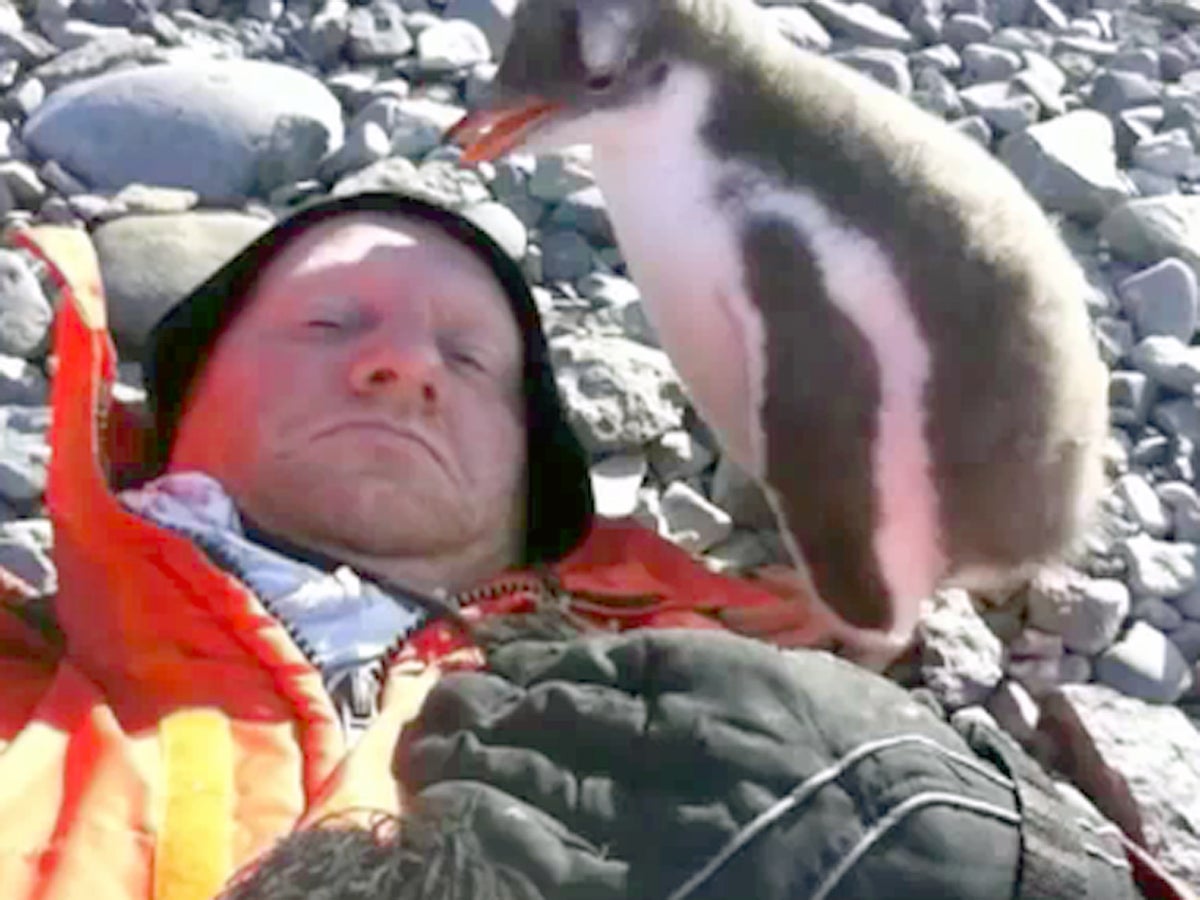 Baby Antarctic penguin meets human for the first time - CBS News