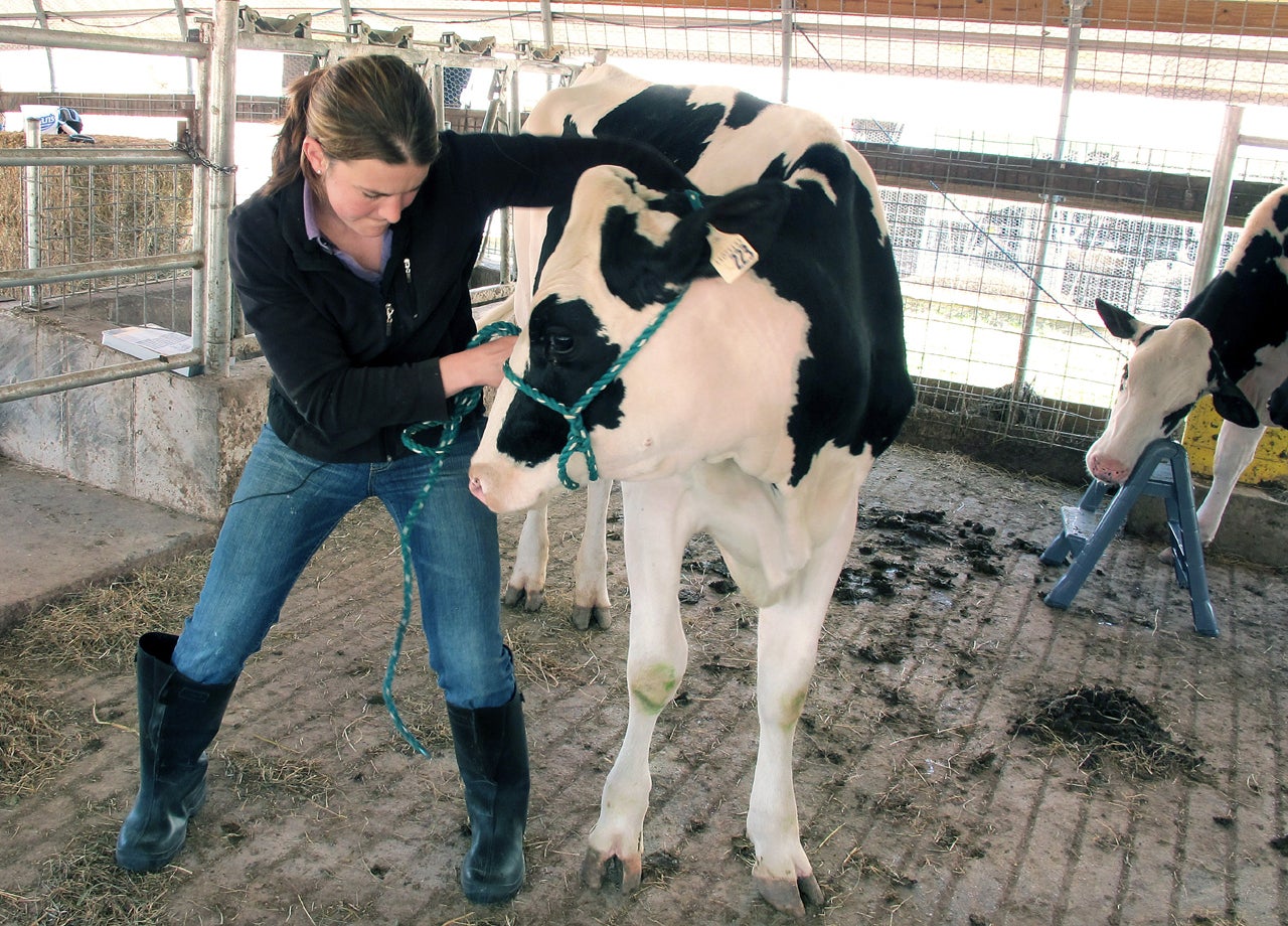 Dairies pamper their cows with massages, waterbeds - CBS News
