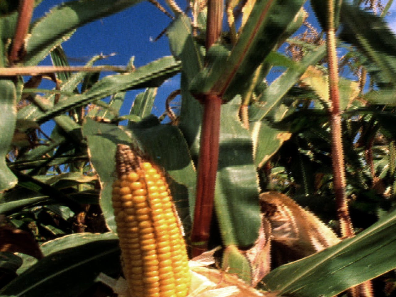 Controversy flares over "Agent Orange corn" - CBS News