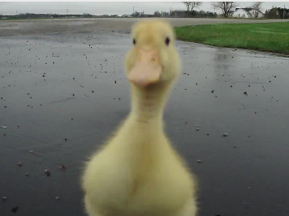 Cute video of a pet duck going for an afternoon run - CBS News
