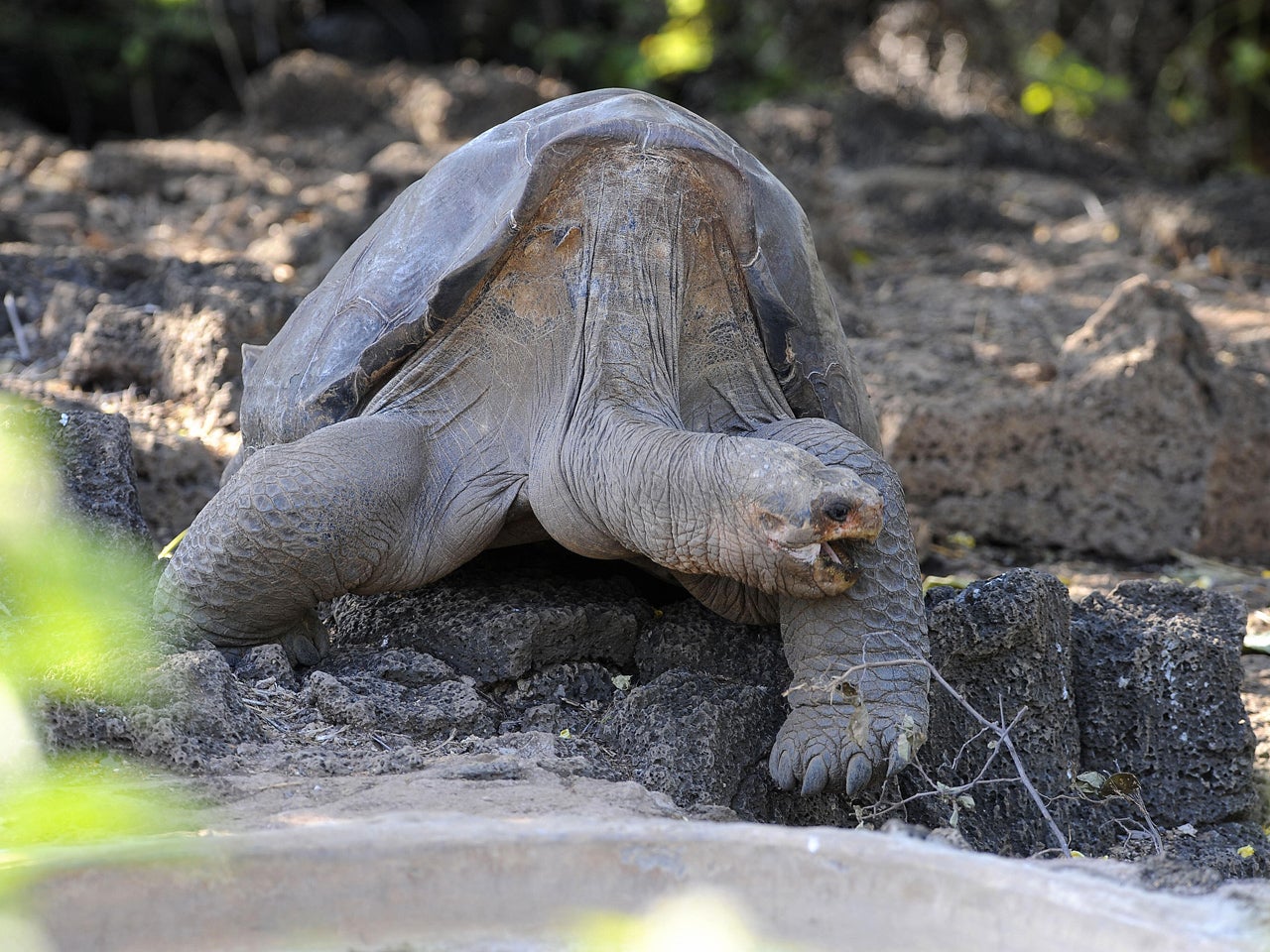 Last-of-his-tortoise-species, Lonesome George, a Galapagos icon, dies ...
