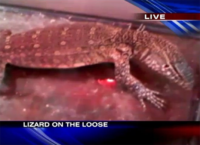 6-foot lizard on the lam in Colorado - CBS News