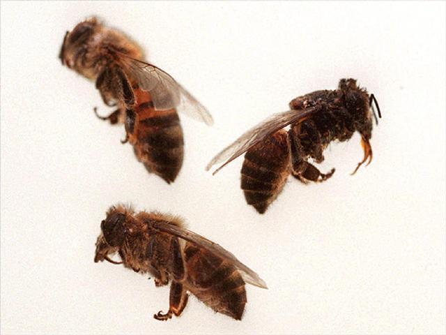 Africanized bees attack and kill a central Texas man - CBS News